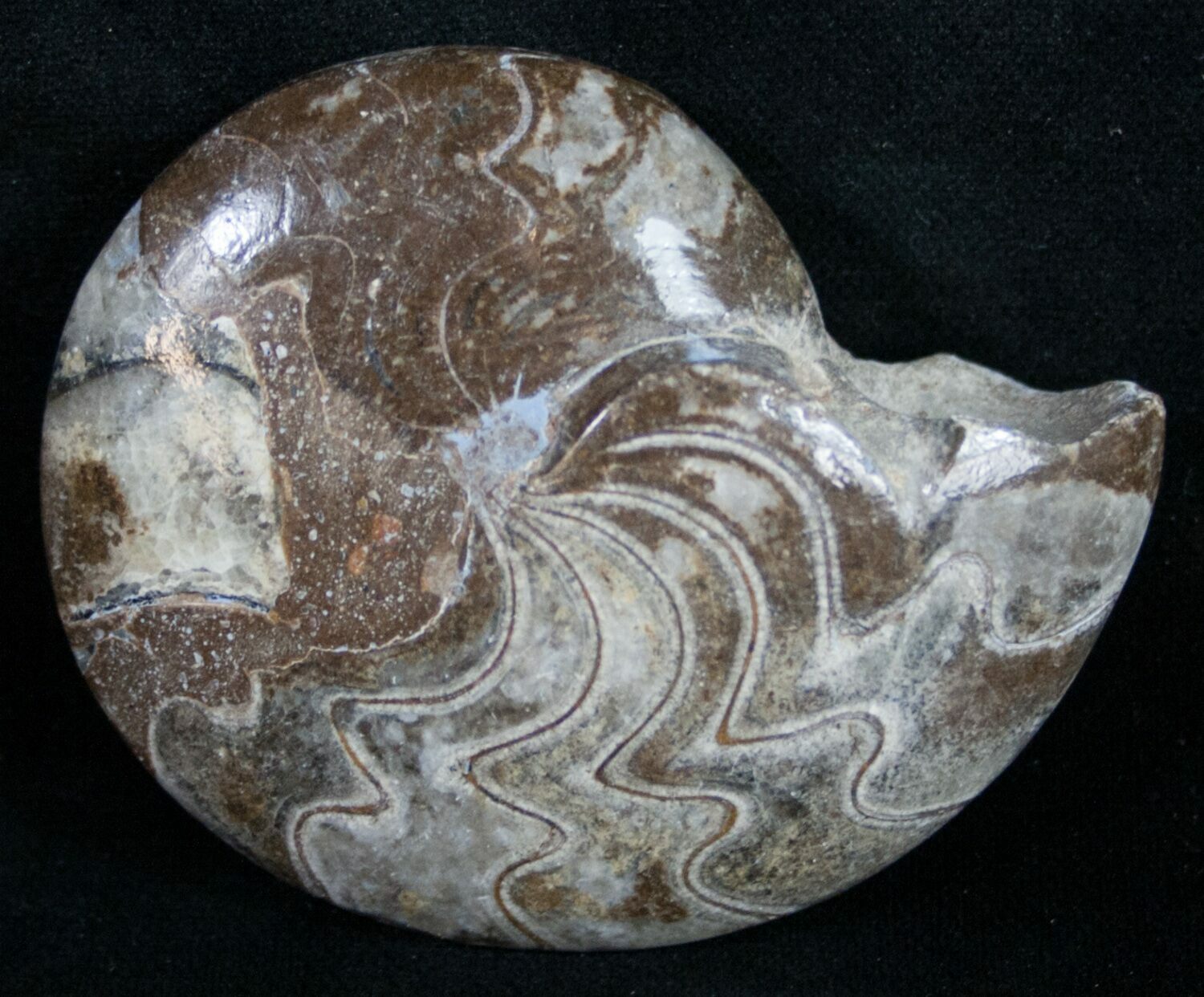 2.4" Wide Polished Goniatite From Morocco For Sale (#9782) - FossilEra.com