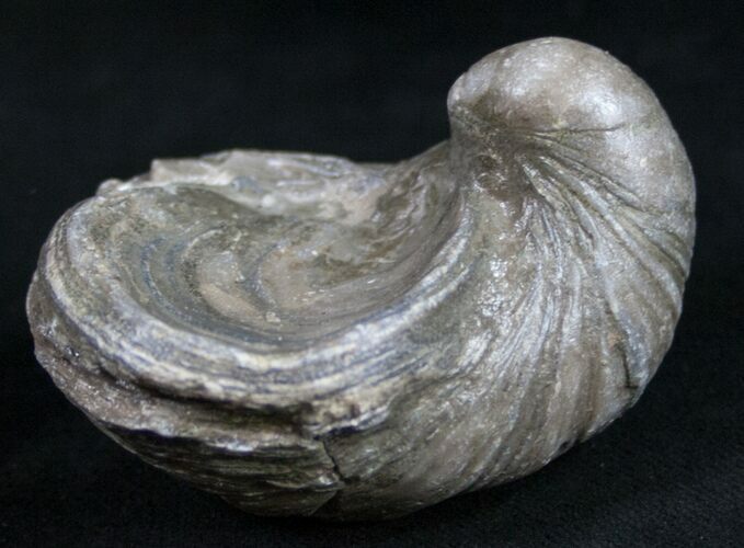Gryphaea (Devil's Toenail) Fossil Oyster - Jurassic For Sale (#9784 ...