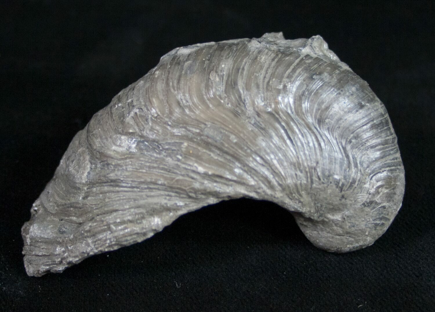 Gryphaea (Devil's Toenail) Fossil Oyster - Jurassic For Sale (#9785 ...
