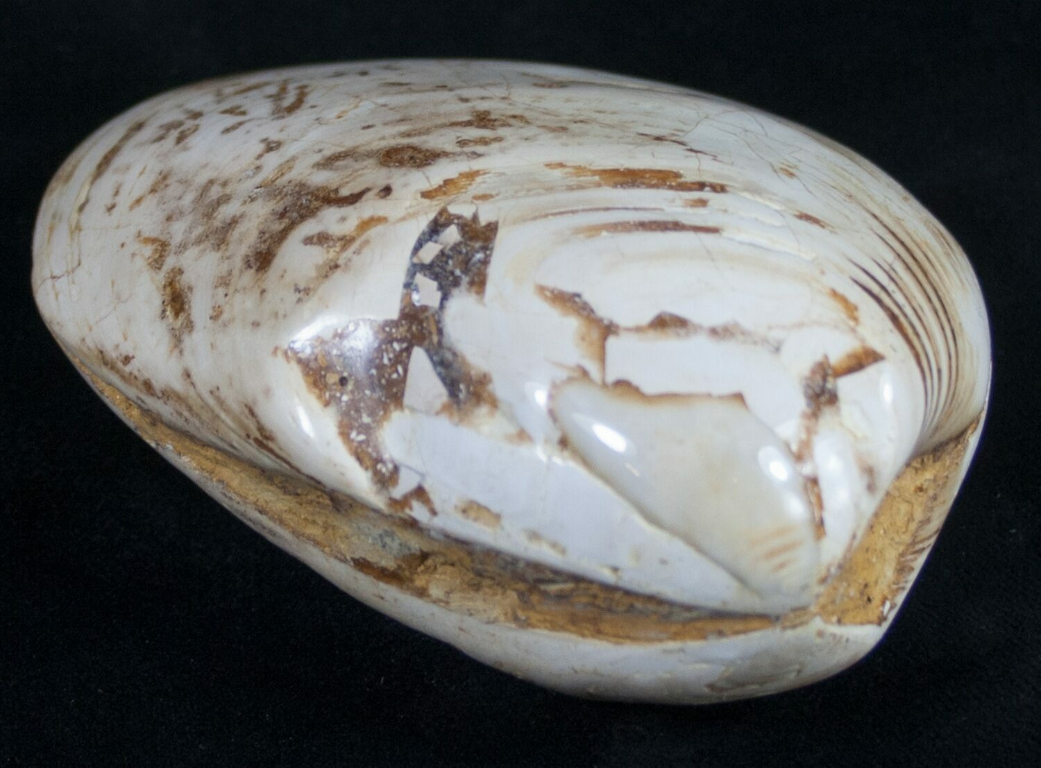3.2" Wide Fossil Clam - Jurassic For Sale (#9796) - FossilEra.com