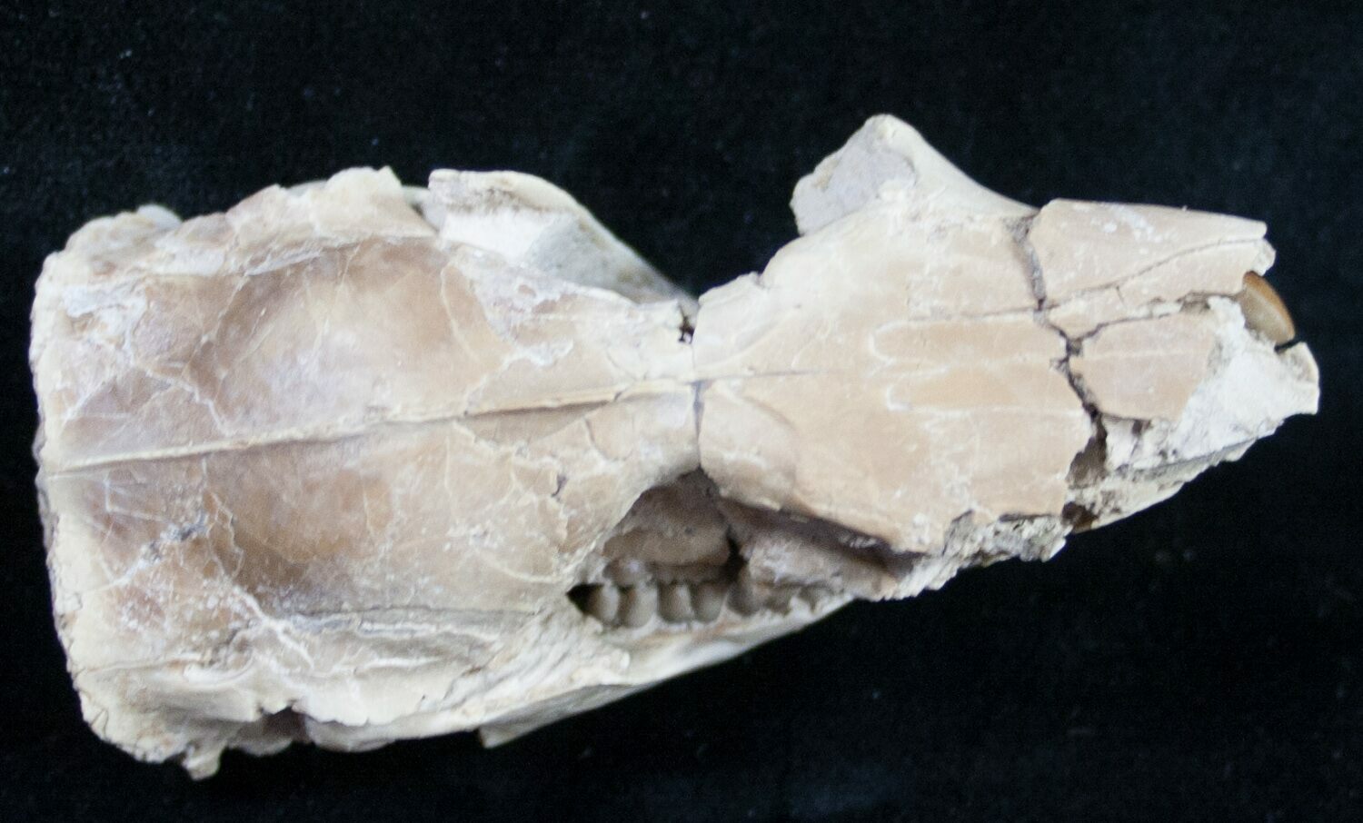 Oligocene Squirrel-Like Mammal (Ischyromys) Skull For Sale (#9850 ...