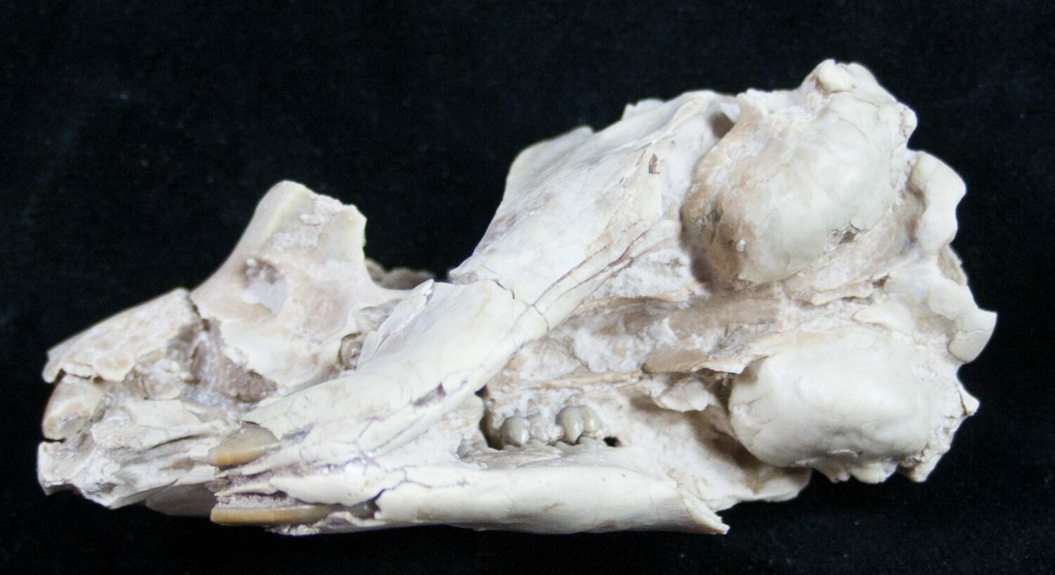 Oligocene Squirrel-Like Mammal (Ischyromys) Skull For Sale (#9850 ...