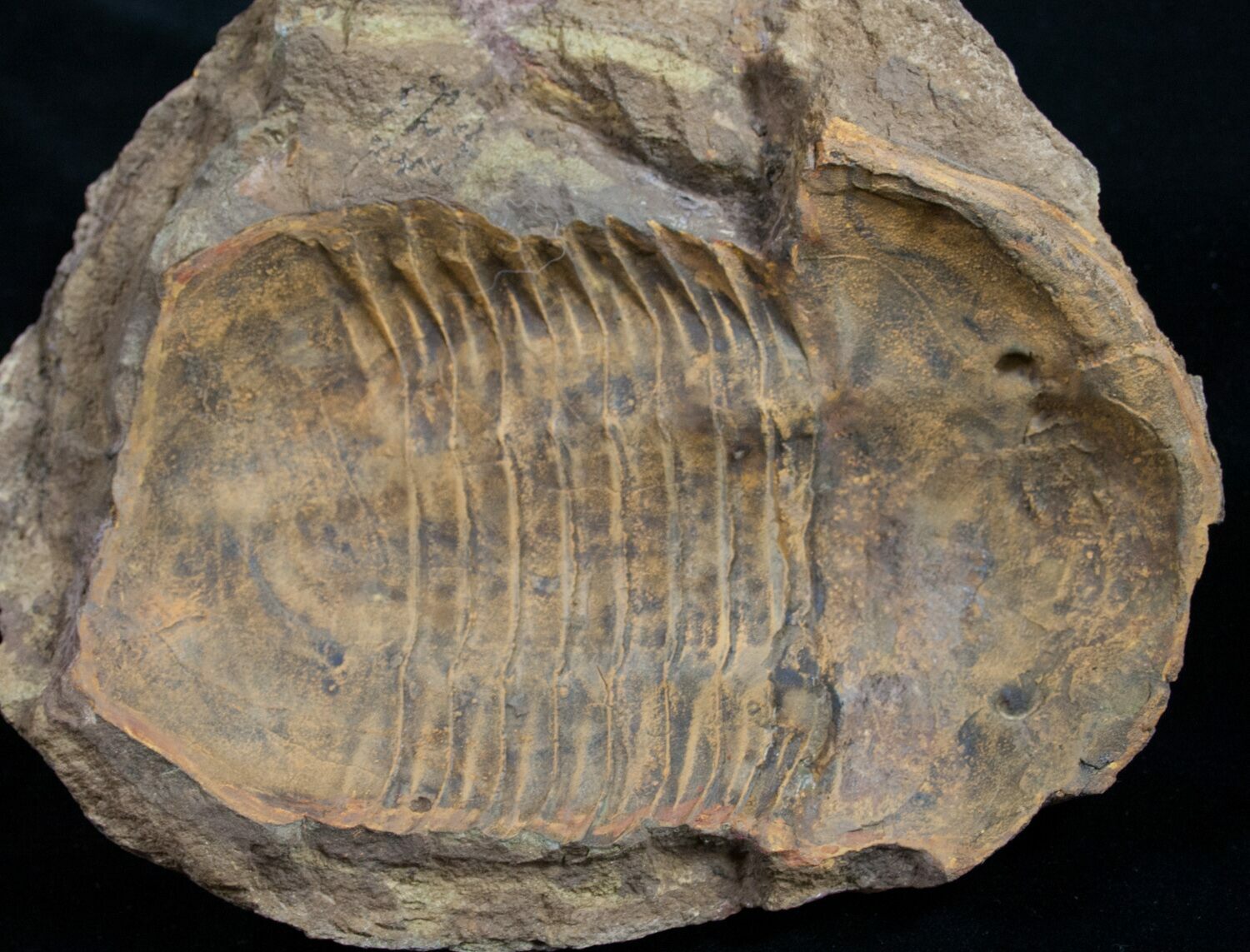6.4" Asaphid Trilobite in Sandstone Concretion For Sale (#9872 ...