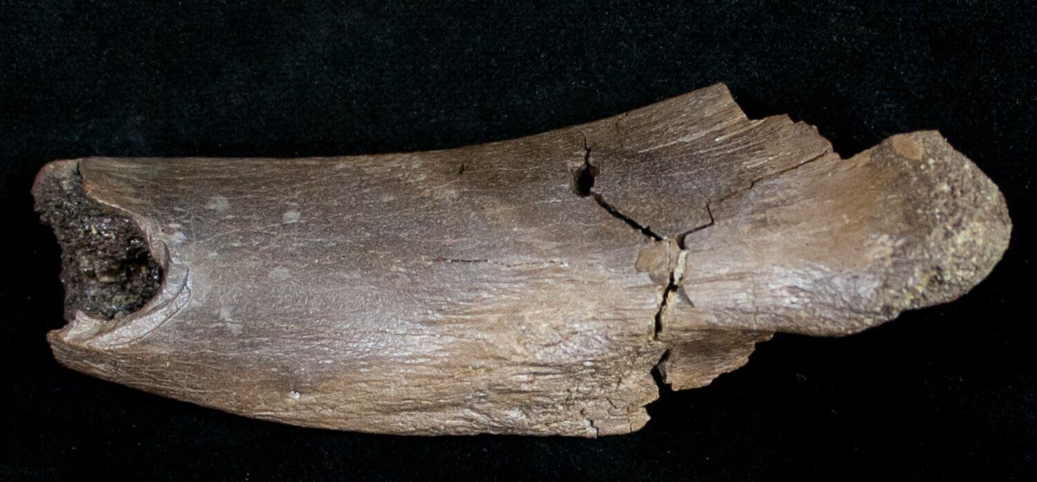 Dinosaur Rib Section - Hell Creek Formation For Sale (#9879 ...