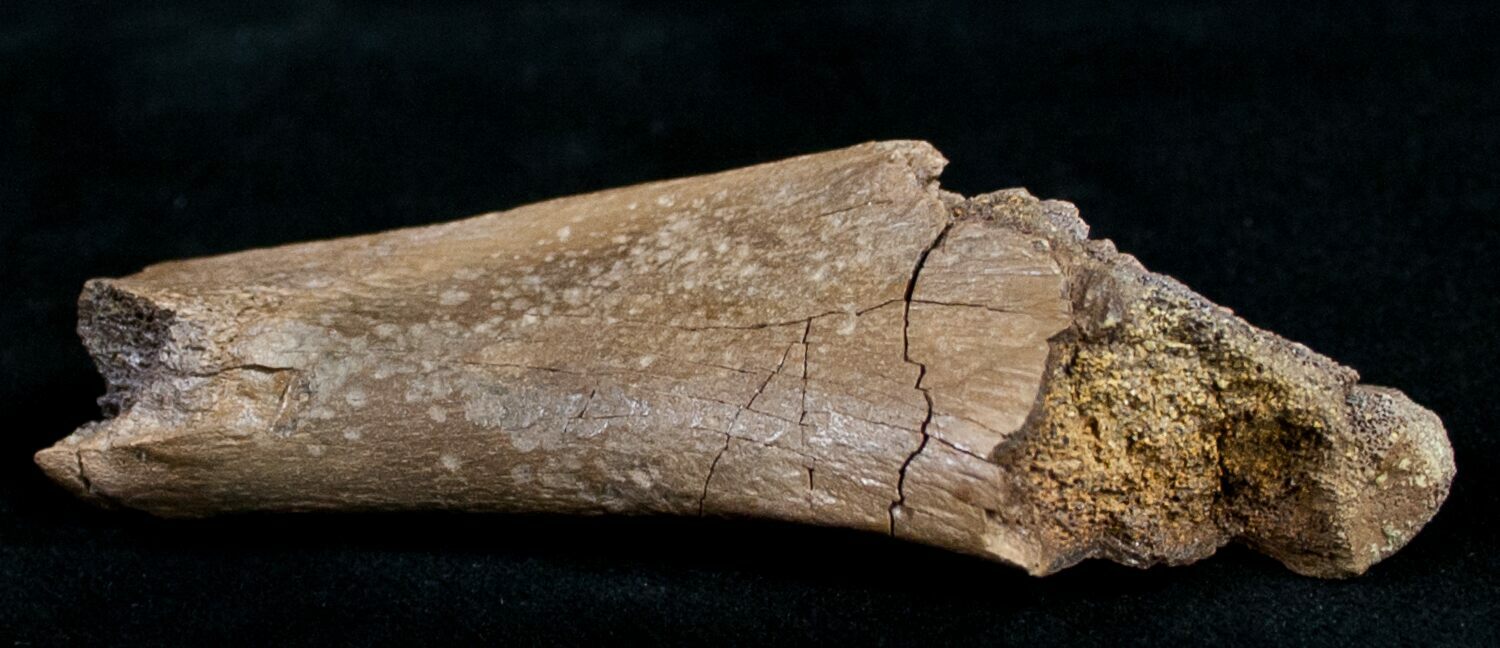 Dinosaur Rib Section - Hell Creek Formation For Sale (#9879 ...