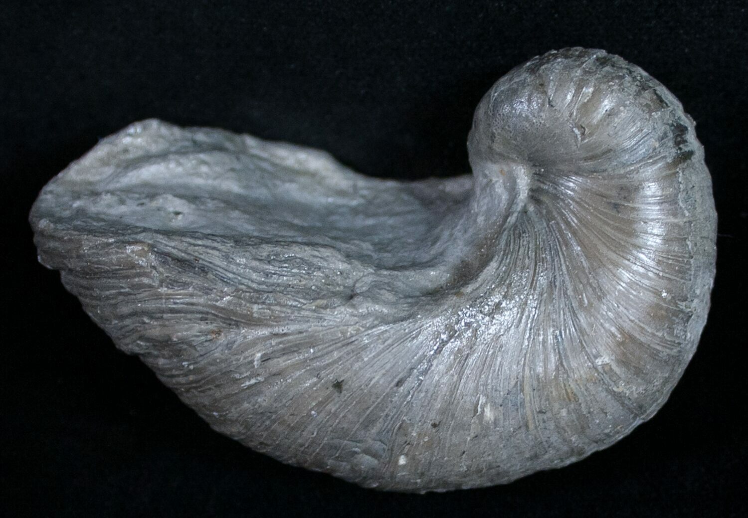 Gryphaea (Devil's Toenail) Fossil Oyster - Jurassic For Sale (#9891 ...
