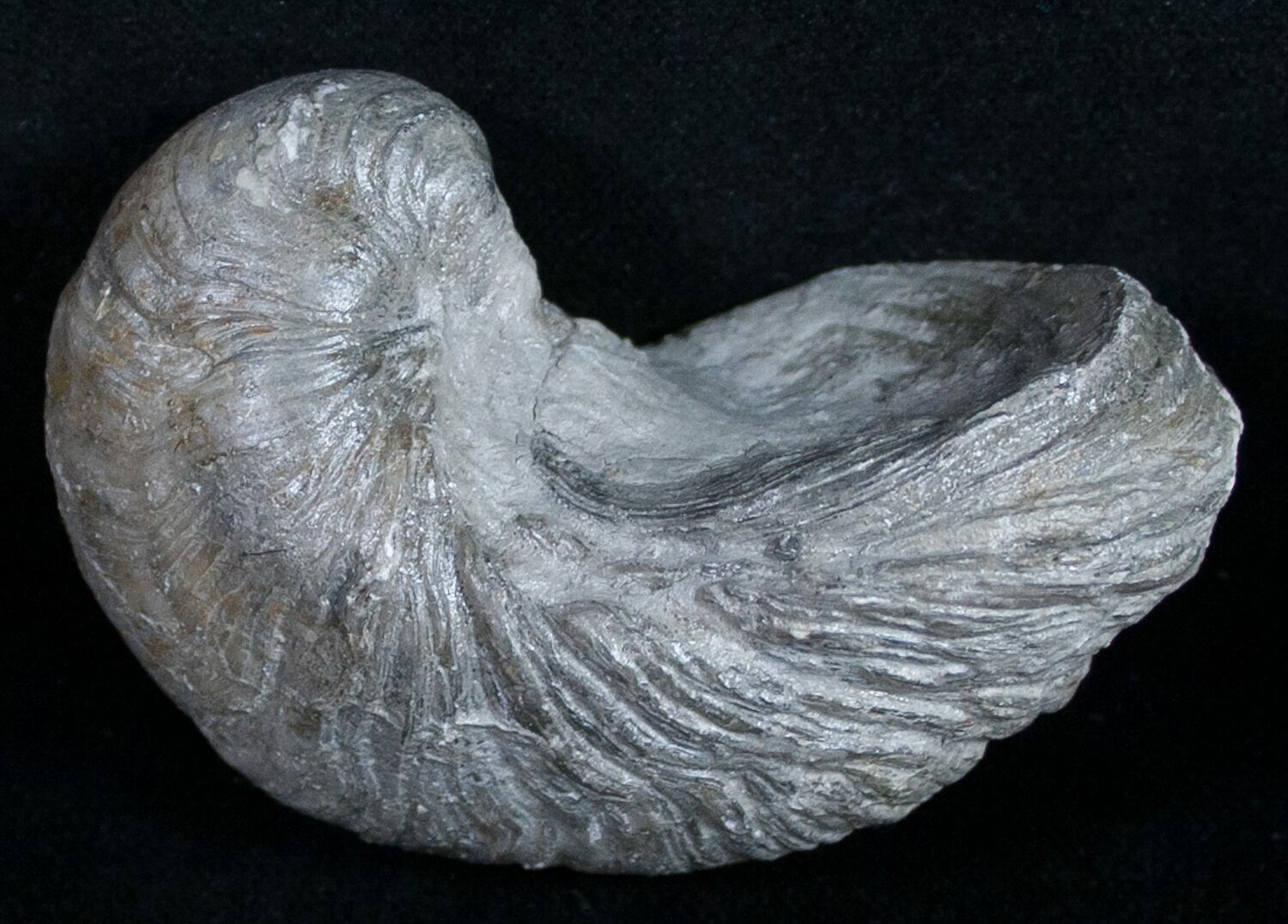 Gryphaea (Devil's Toenail) Fossil Oyster - Jurassic For Sale (#9892 ...