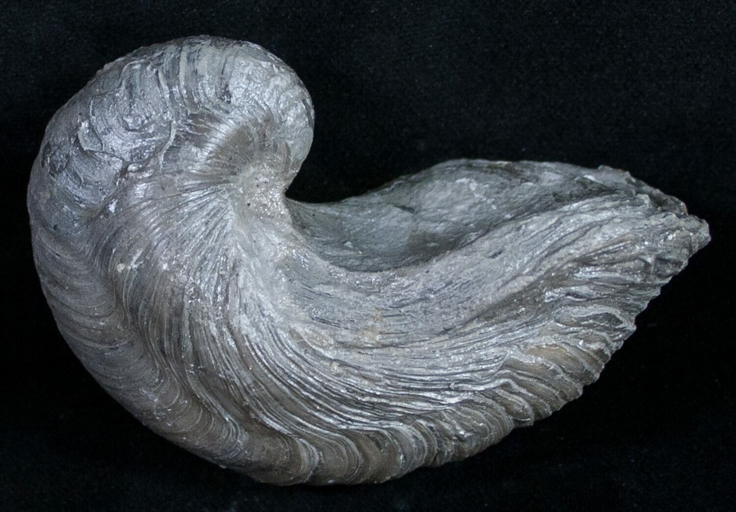 Gryphaea (Devil's Toenail) Fossil Oyster - Jurassic For Sale (#9896 ...