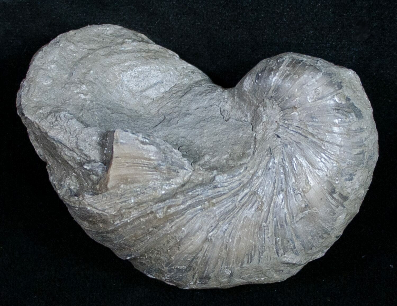 Gryphaea (Devil's Toenail) Fossil Oyster - Jurassic For Sale (#9907 ...