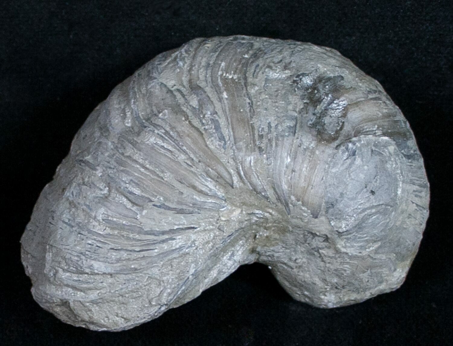 Gryphaea (Devil's Toenail) Fossil Oyster - Jurassic For Sale (#9907 ...