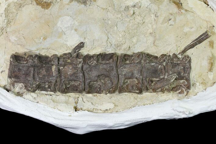 Cretaceous Fish (Xiphactinus) Articulated Vertebrae in Situ - Kansas ...