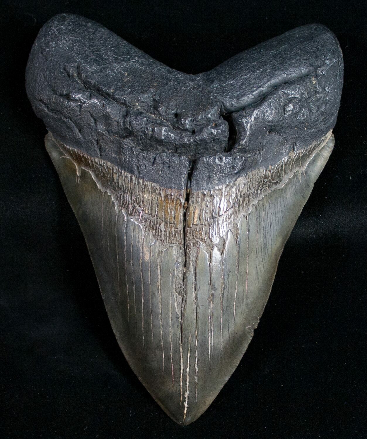 Giant 6.01" Megalodon Tooth - South Carolina For Sale (#9935 ...