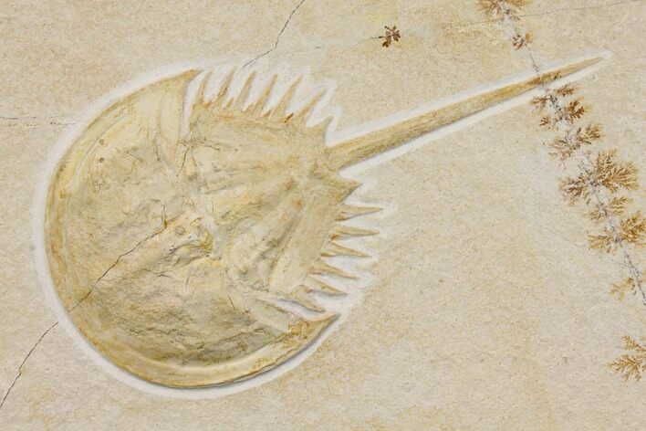 5.8" Horseshoe Crab (Mesolimulus) Fossil - Solnhofen Limestone For Sale ...