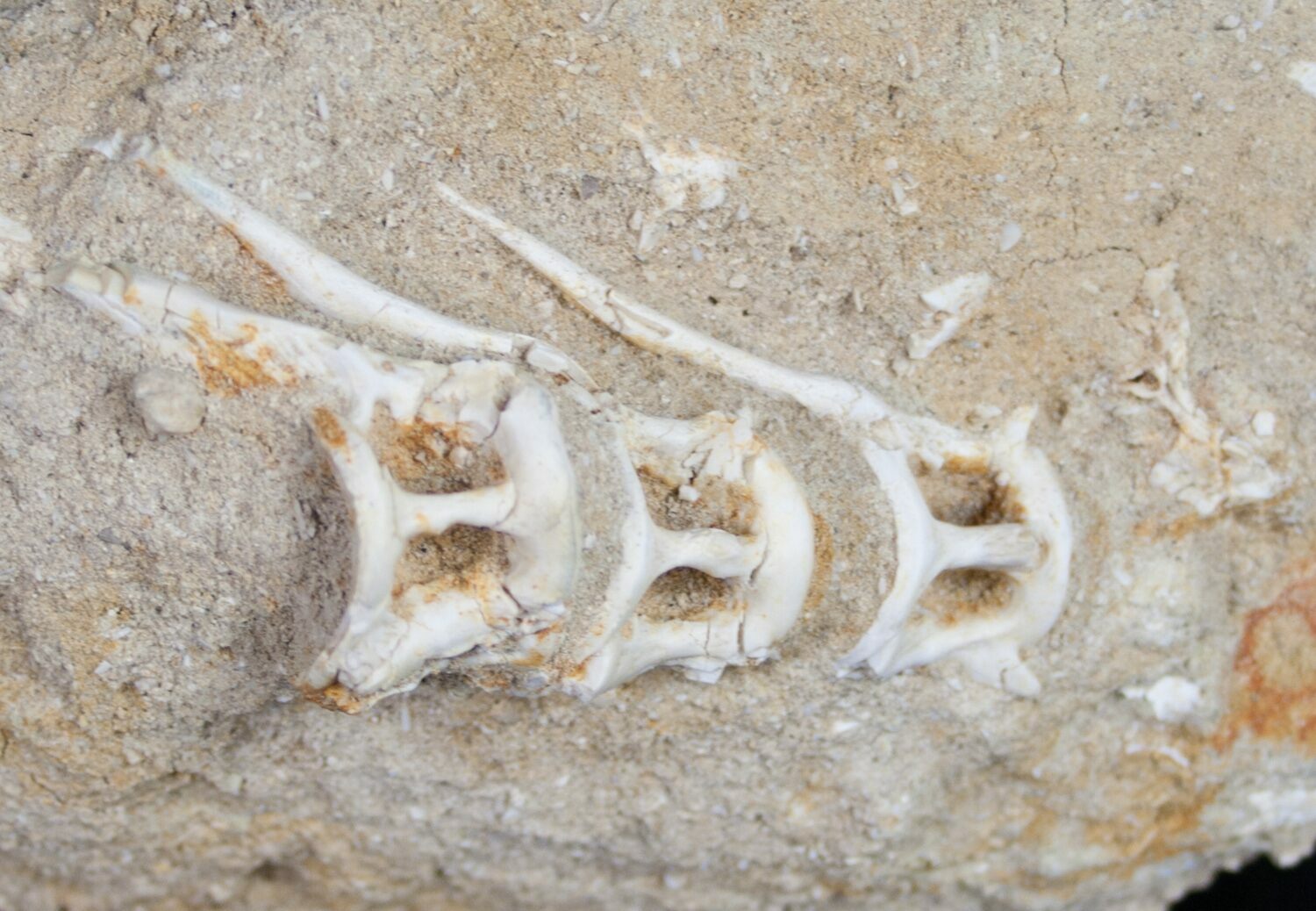 Associated Fish Vertebrae From Morocco - Cretaceous For Sale (#10022 ...