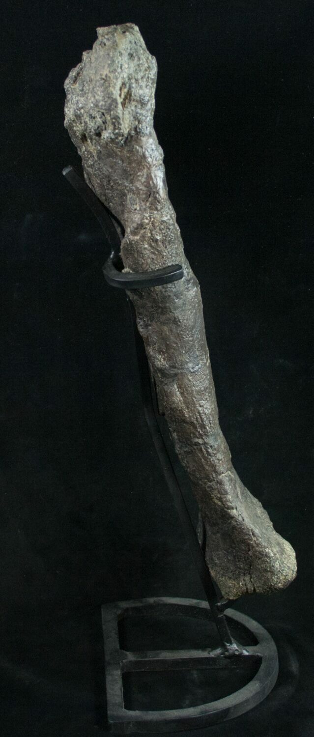 Extremely Rare Stegosaurus Fibula - Bone Cabin Quarry For Sale (#10068 ...