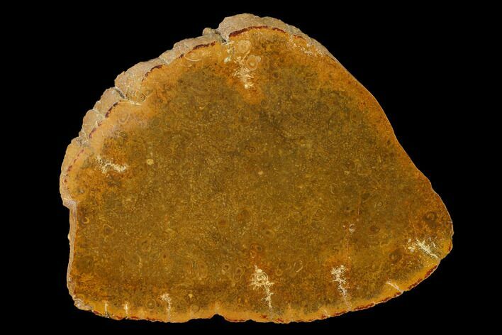 5.6" Cretaceous Petrified Tree Fern (Tempskya) Slab - Oregon For Sale ...