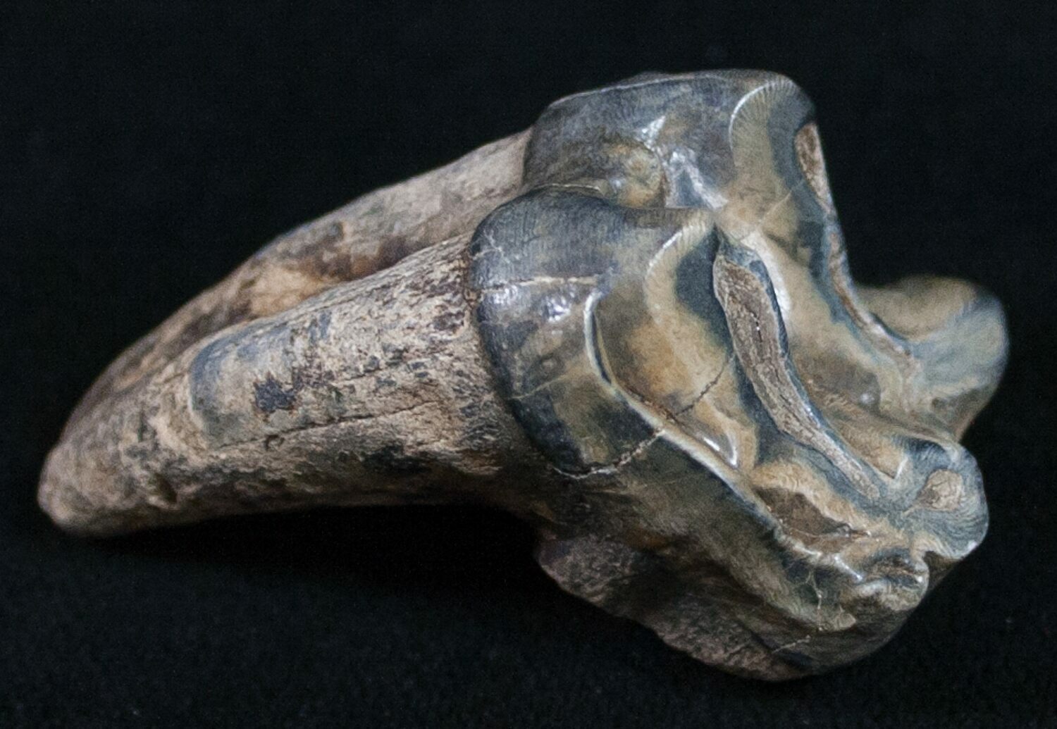 Rooted Fossil Tapir Tooth - Florida For Sale (#9956) - FossilEra.com