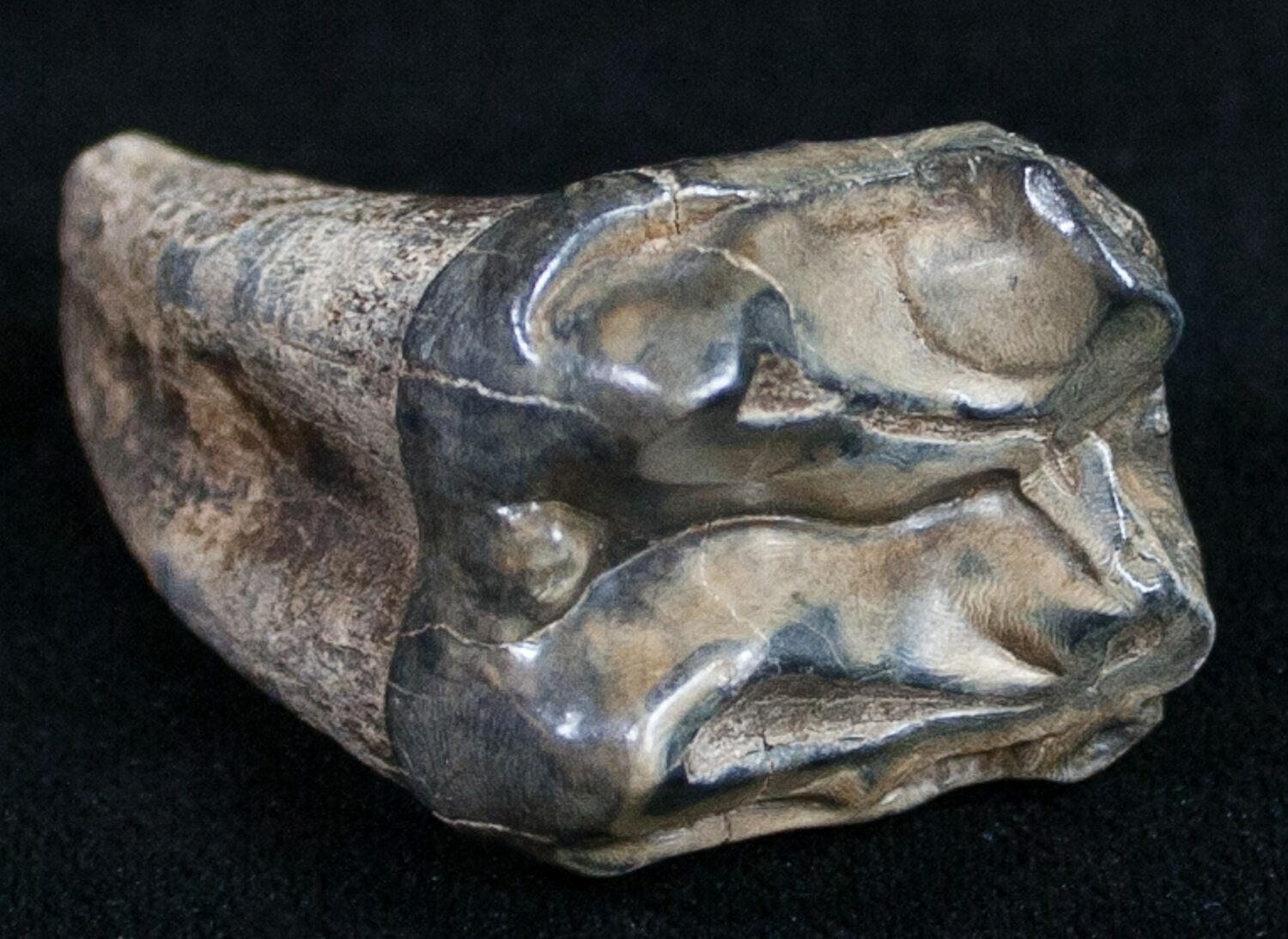 Rooted Fossil Tapir Tooth - Florida For Sale (#9956) - FossilEra.com