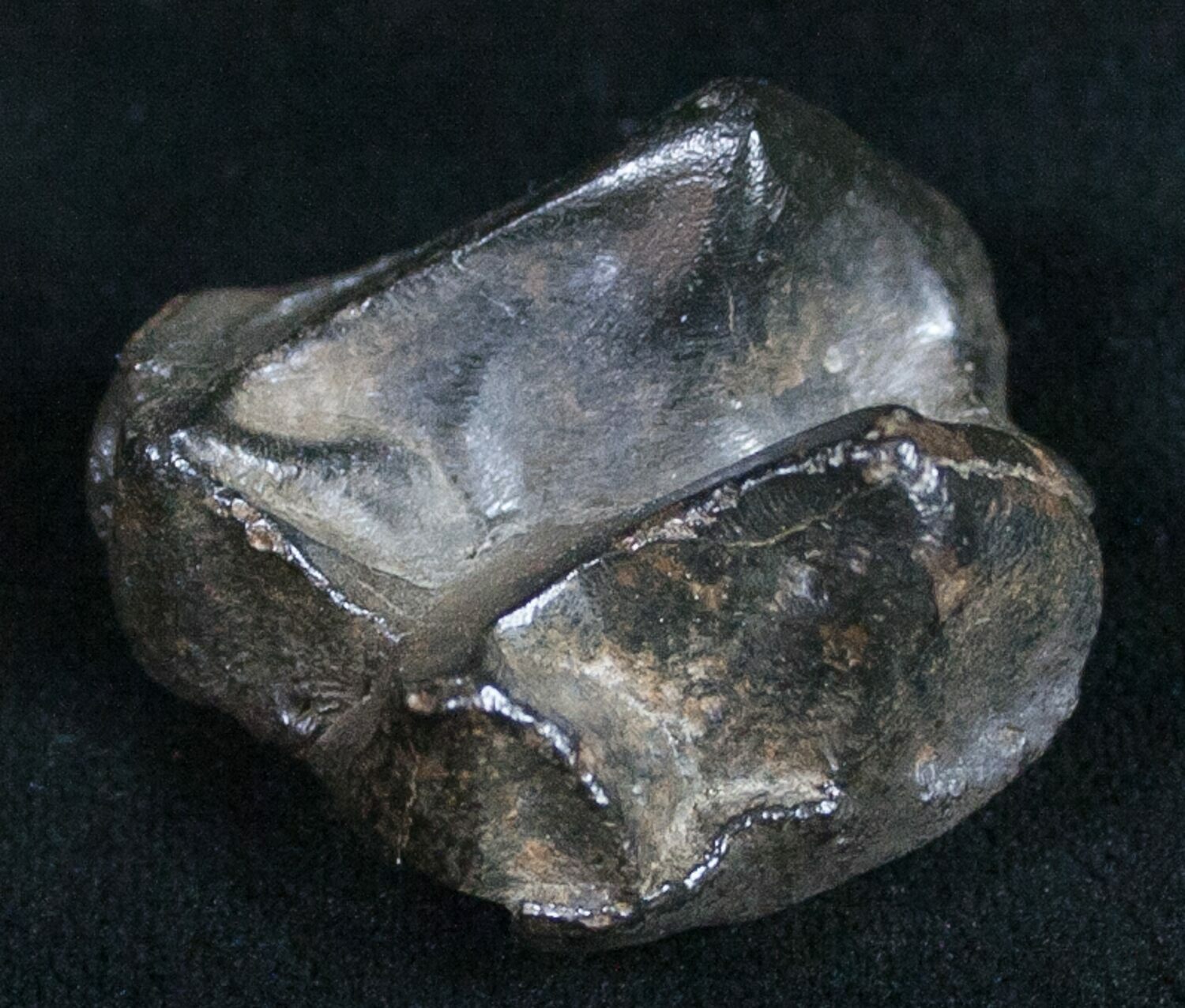 Pleistocene Fossil Tapir Molar - Florida For Sale (#9958) - FossilEra.com