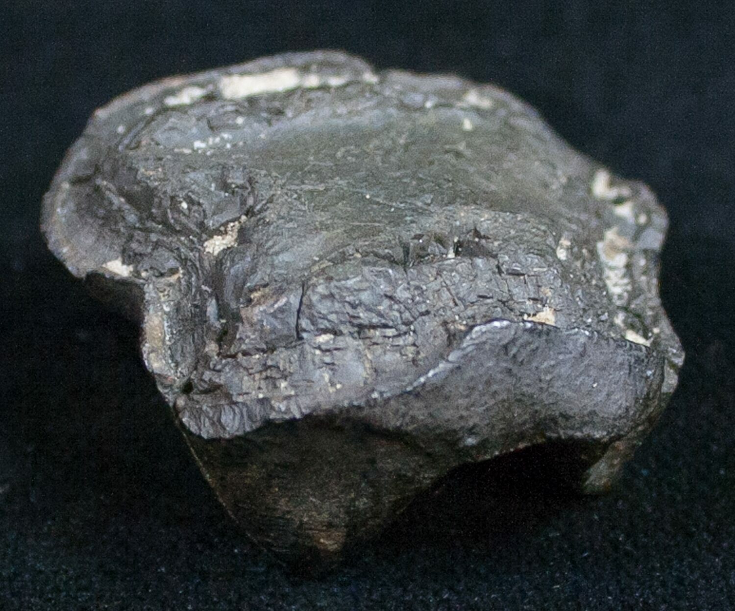 Pleistocene Fossil Tapir Molar - Florida For Sale (#9958) - FossilEra.com