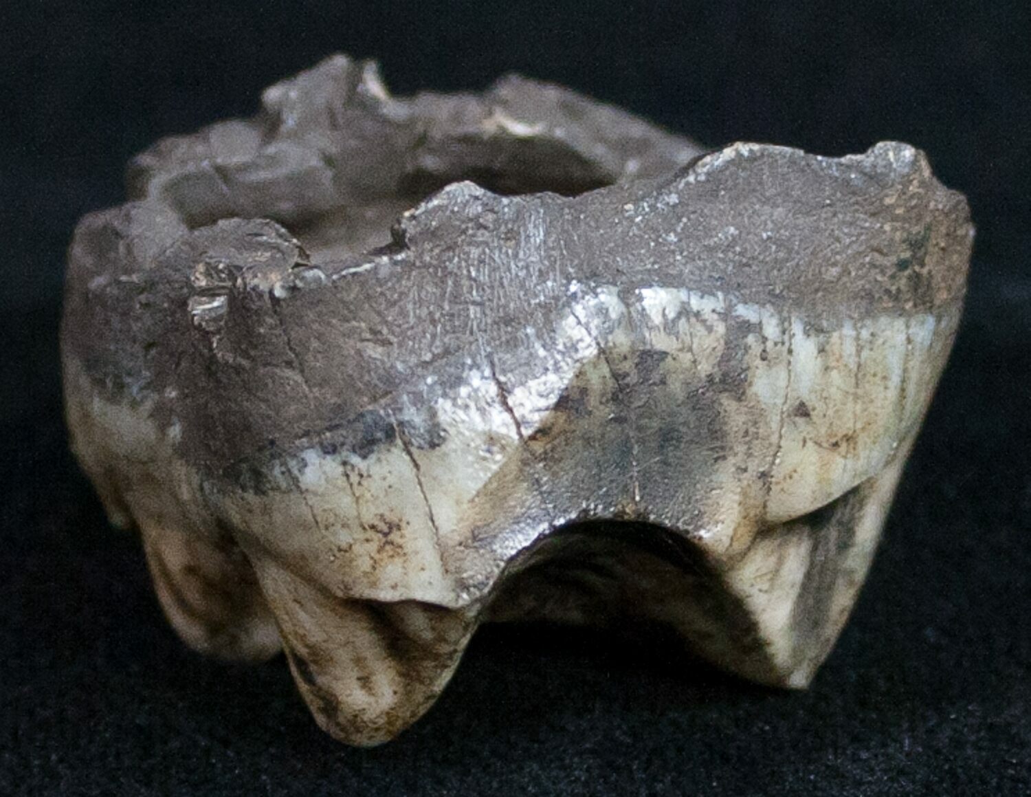 Pleistocene Fossil Tapir Molar - Florida For Sale (#9959) - FossilEra.com