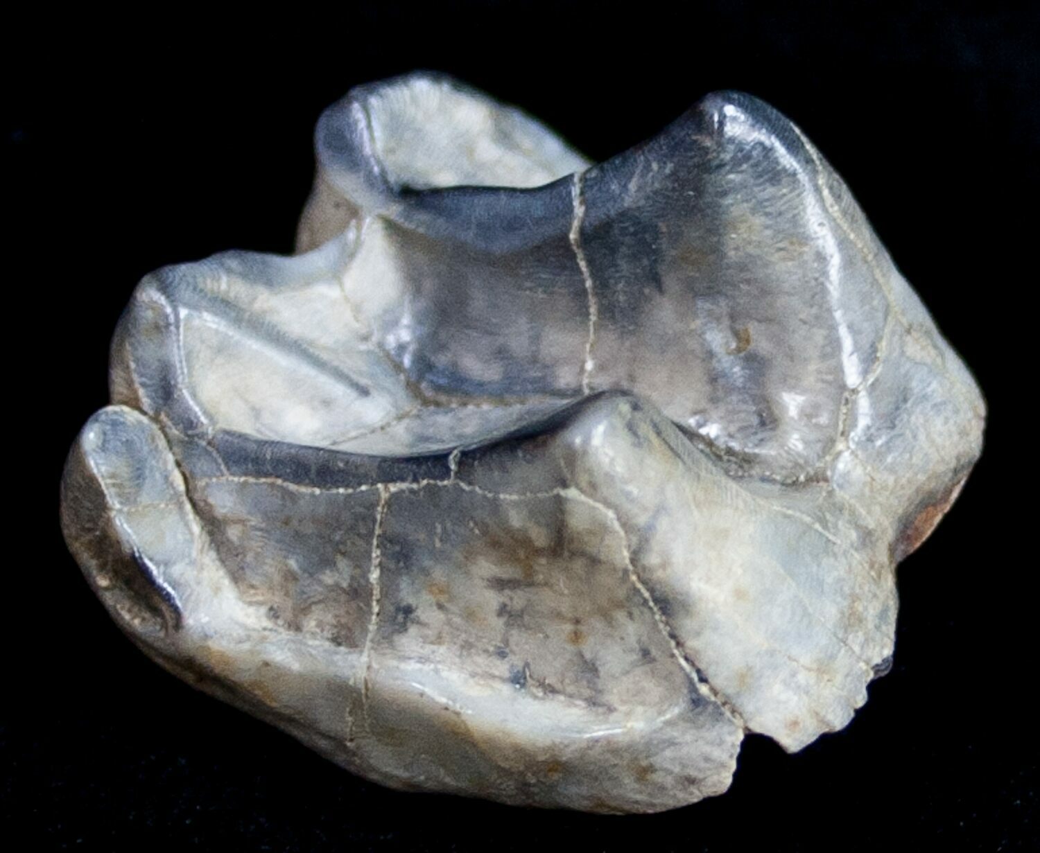Pleistocene Fossil Tapir Molar - Florida For Sale (#9961) - FossilEra.com