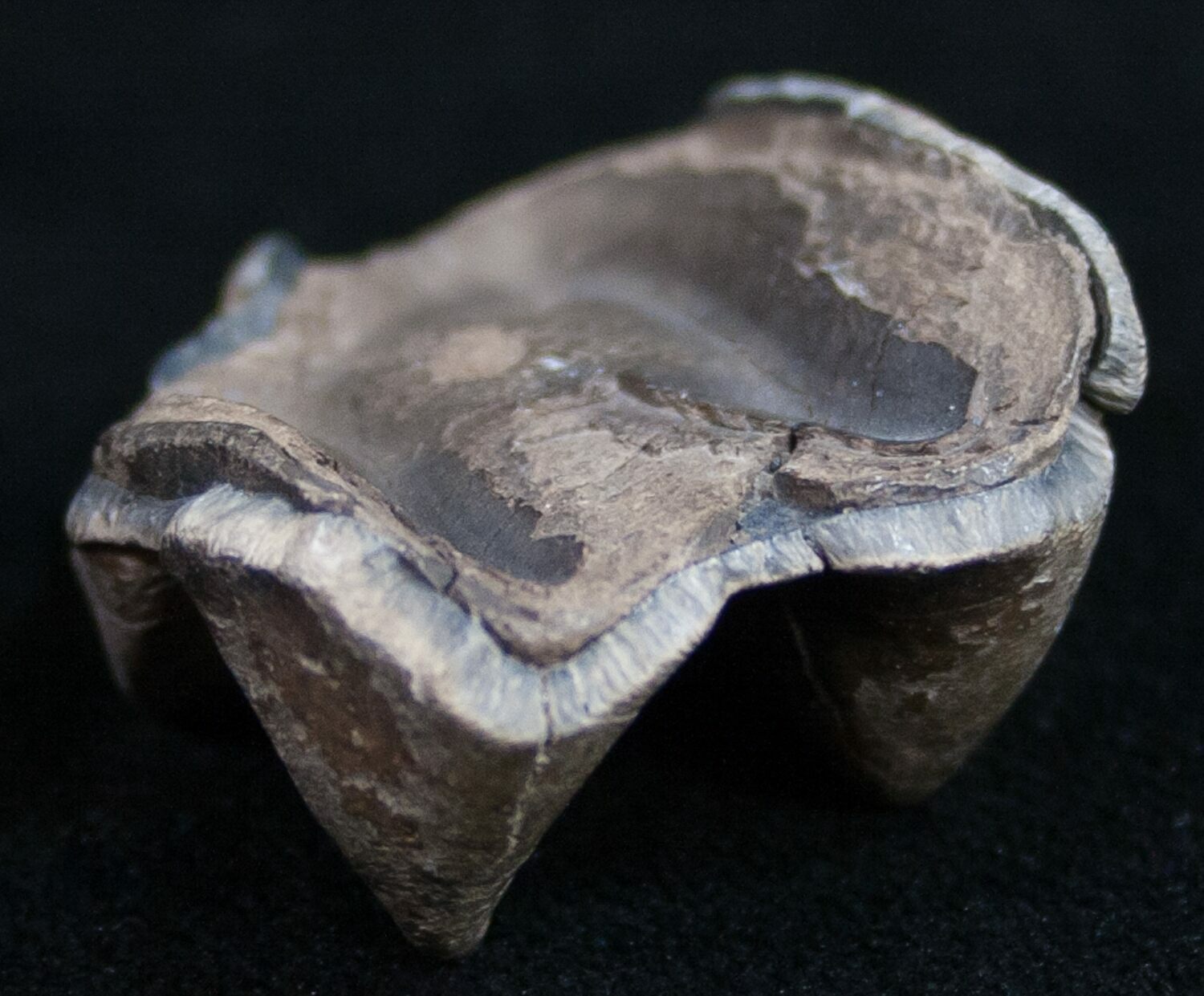 Pleistocene Fossil Tapir Molar - Florida For Sale (#9962) - FossilEra.com
