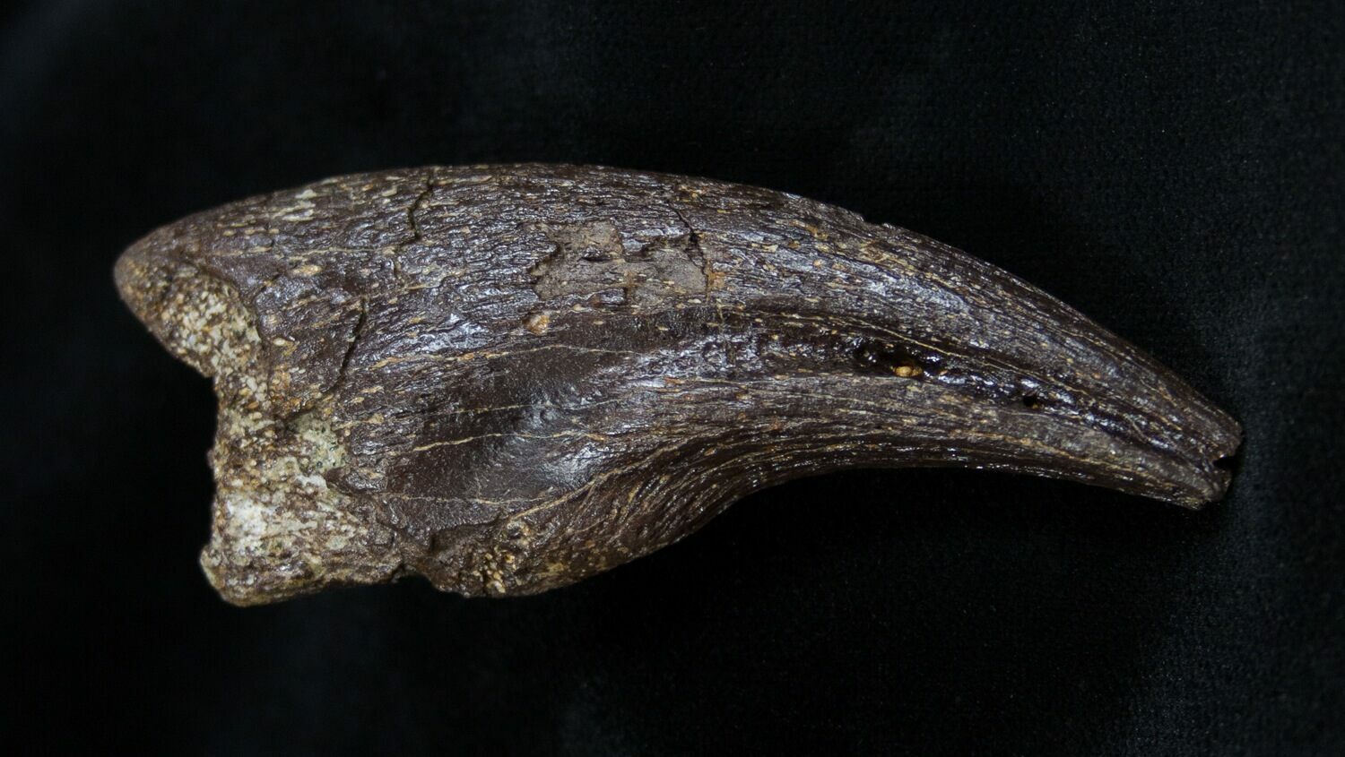 Awesome Dinosaur Hand Claw Struthiomimus For Sale (#1696) - FossilEra.com