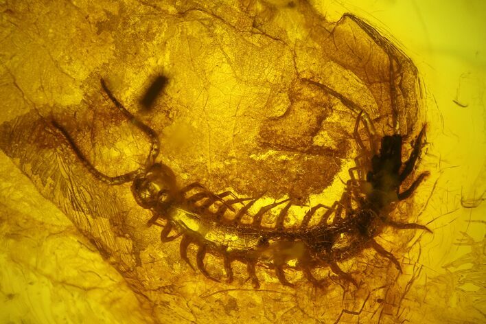 Detailed Fossil Centipede (Chilopoda) In Baltic Amber For Sale (#145476 ...