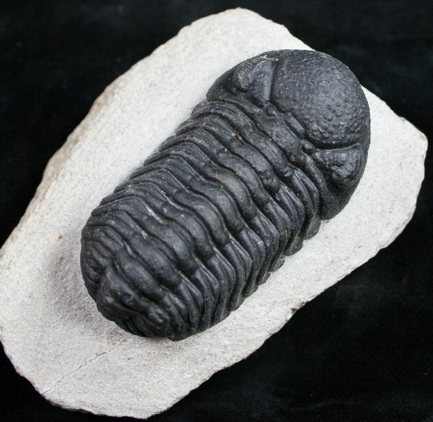 2" Phacops Trilobite From Morocco For Sale (#10105) - FossilEra.com