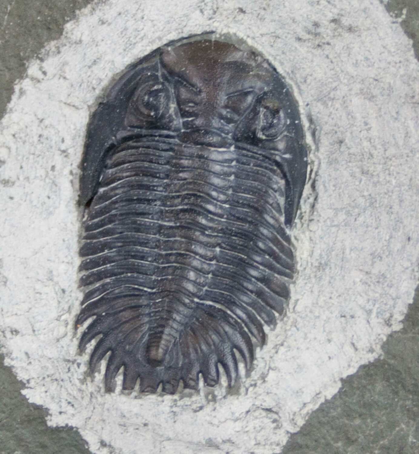 1.08" Greenops Trilobite From New York For Sale (#10104) - FossilEra.com