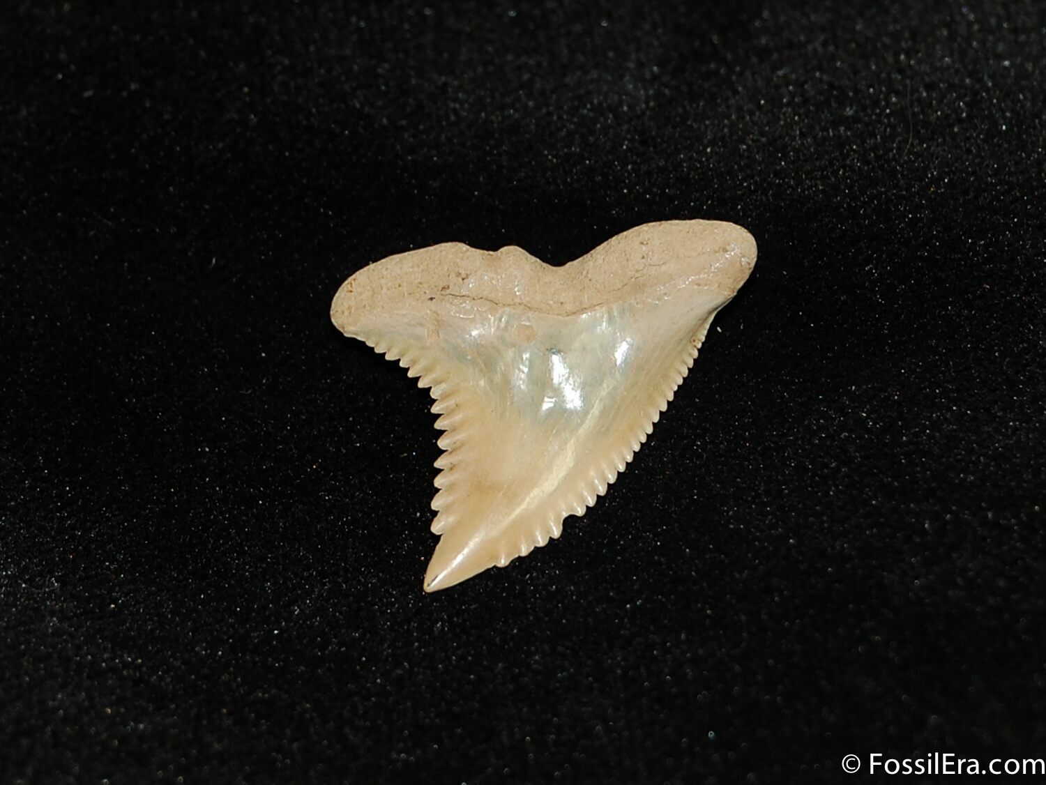 Beautifully Serrated Snaggle Tooth Shark Fossil For Sale (#196 ...