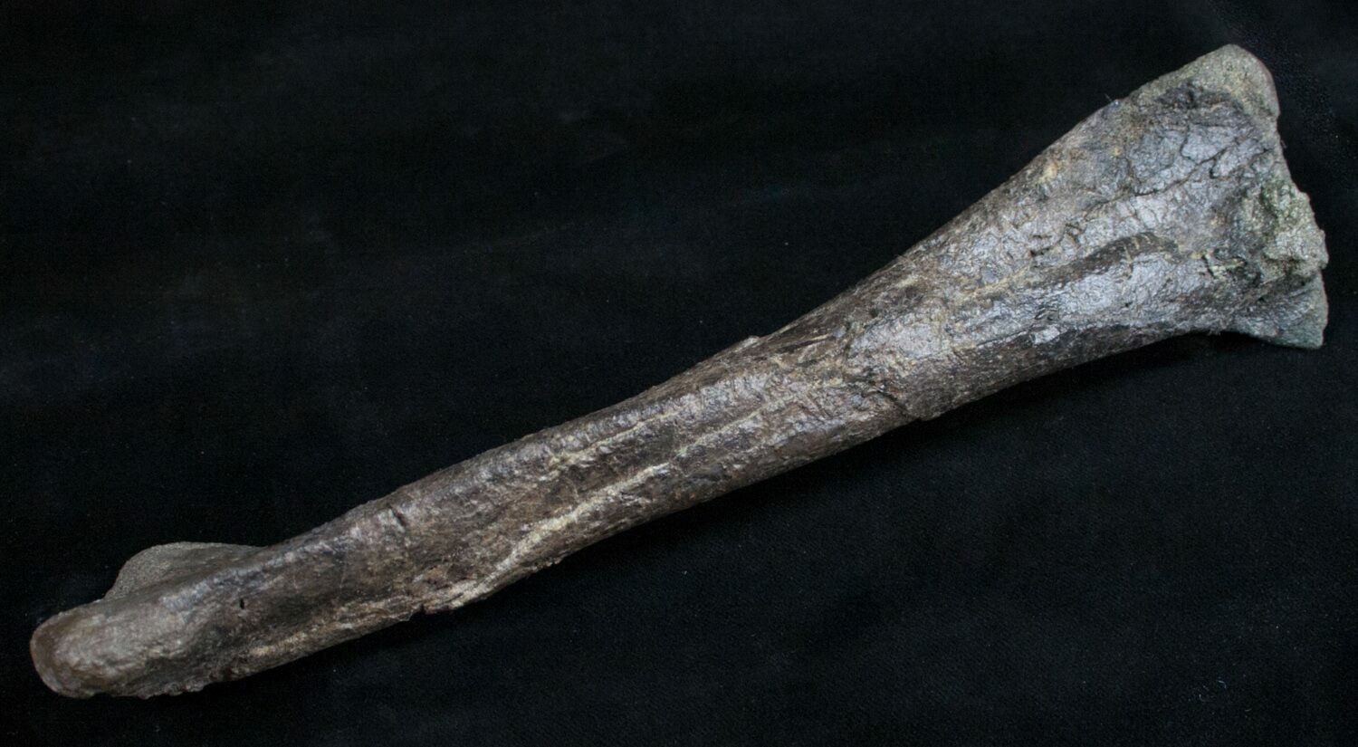 9.5" Dryosaurus Tibia With Stand - Bone Cabin Quarry For Sale (#10253 ...