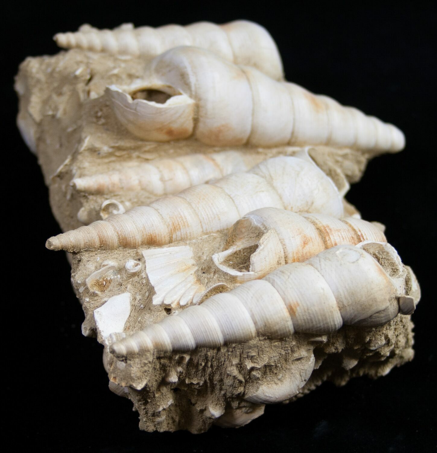 Beautiful Fossil Turritella Cluster - France For Sale (#10321 ...
