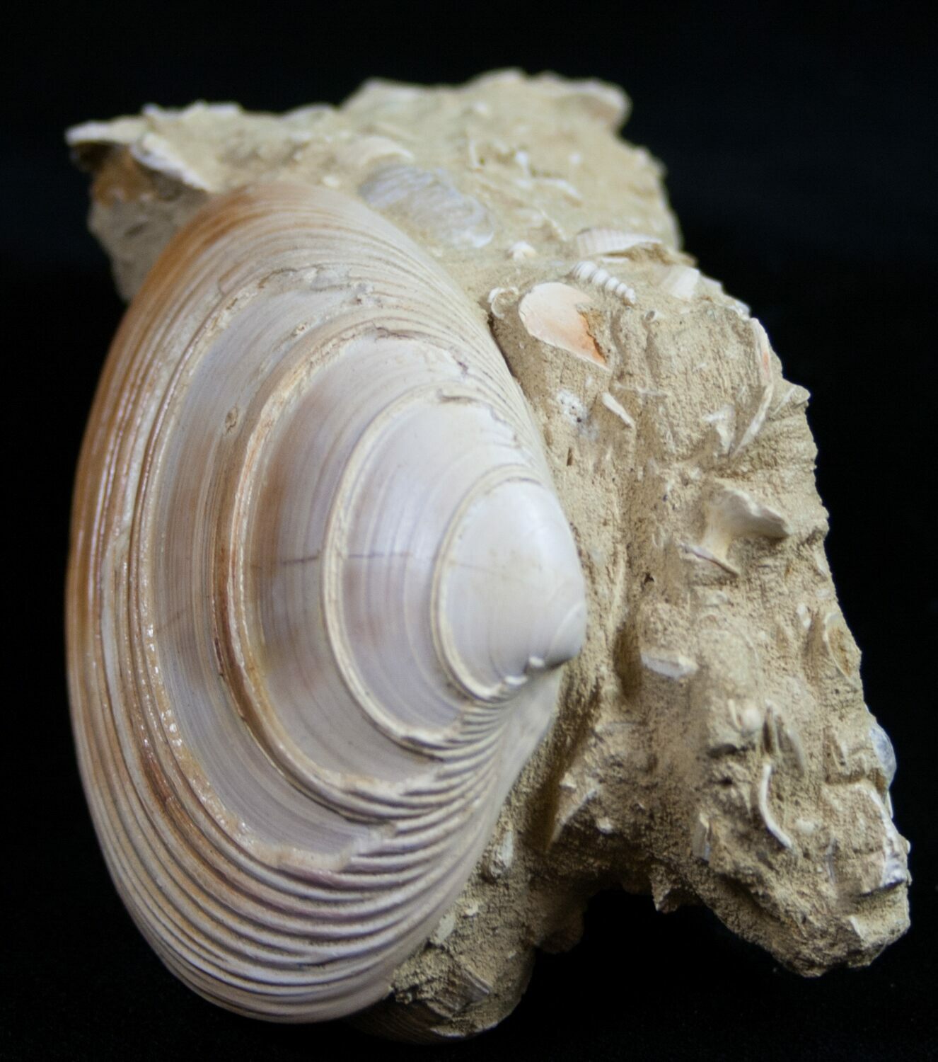 1.8" Miocene Aged Clam Fossil - France For Sale (#10325) - FossilEra.com