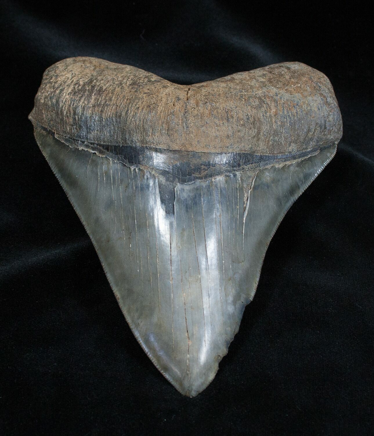 Huge And Very Serrated 5.78 Inch Meg Tooth For Sale (#1654) - FossilEra.com