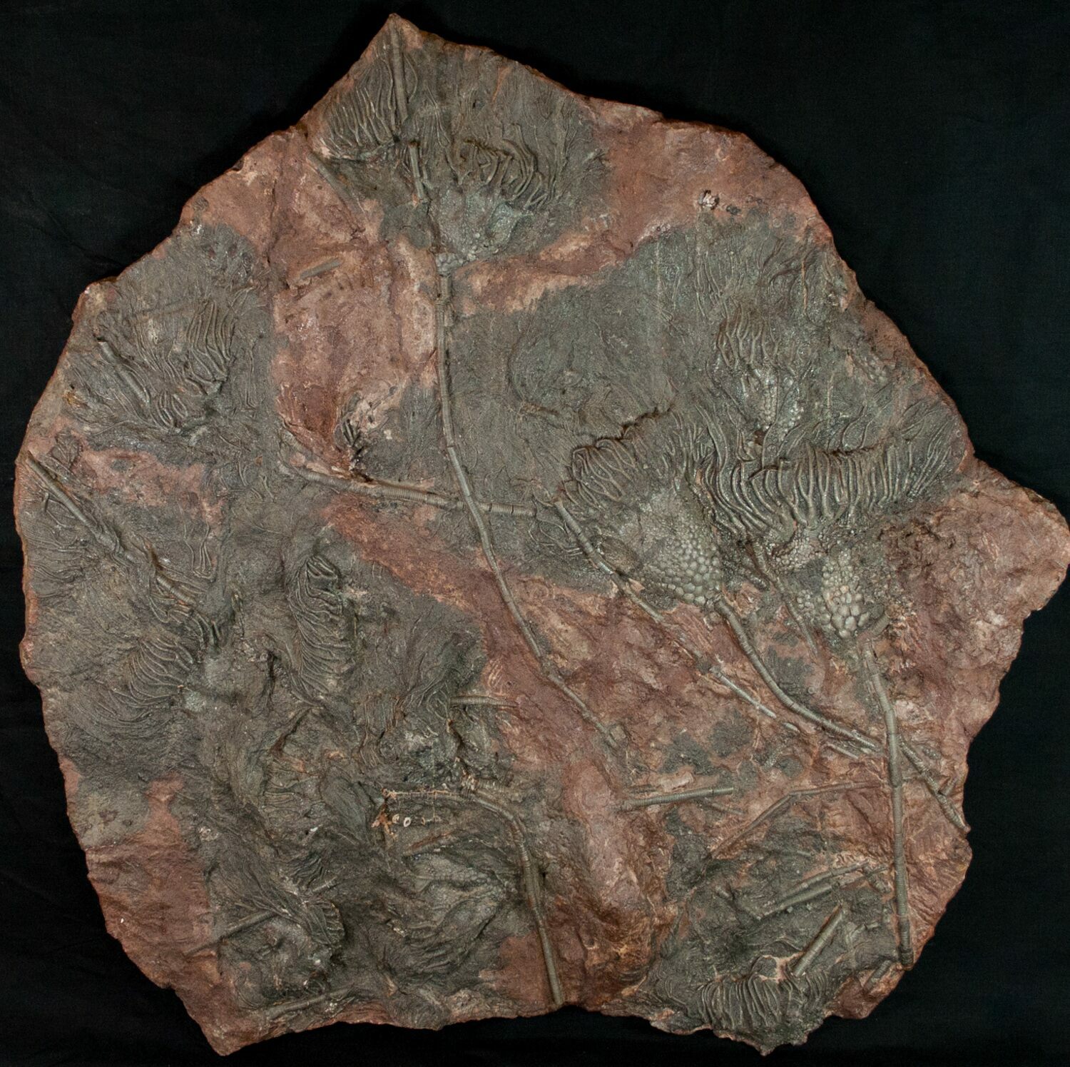 Large 25x24" Scyphocrinites Crinoid Plate - Morocco For Sale (#10466 ...