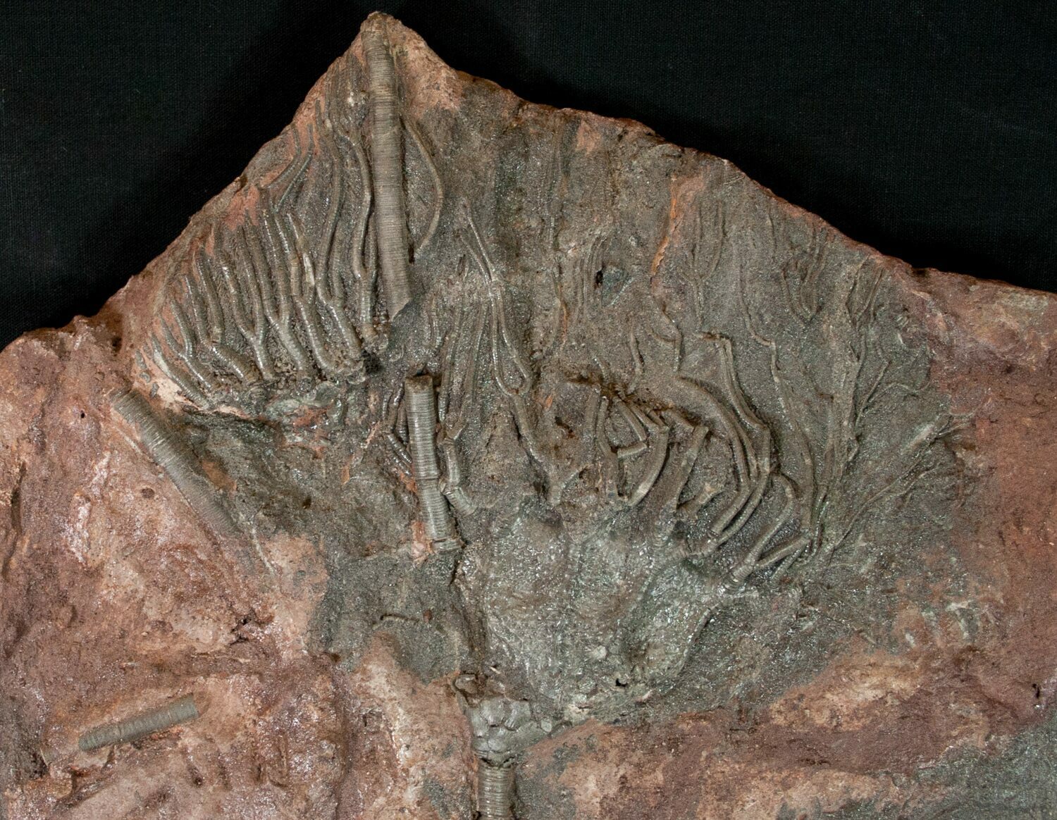 Large 25x24" Scyphocrinites Crinoid Plate - Morocco For Sale (#10466 ...