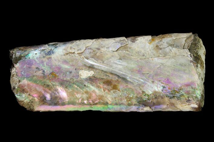 4.9" Very Iridescent Fossil Baculites Section - South Dakota For Sale ...