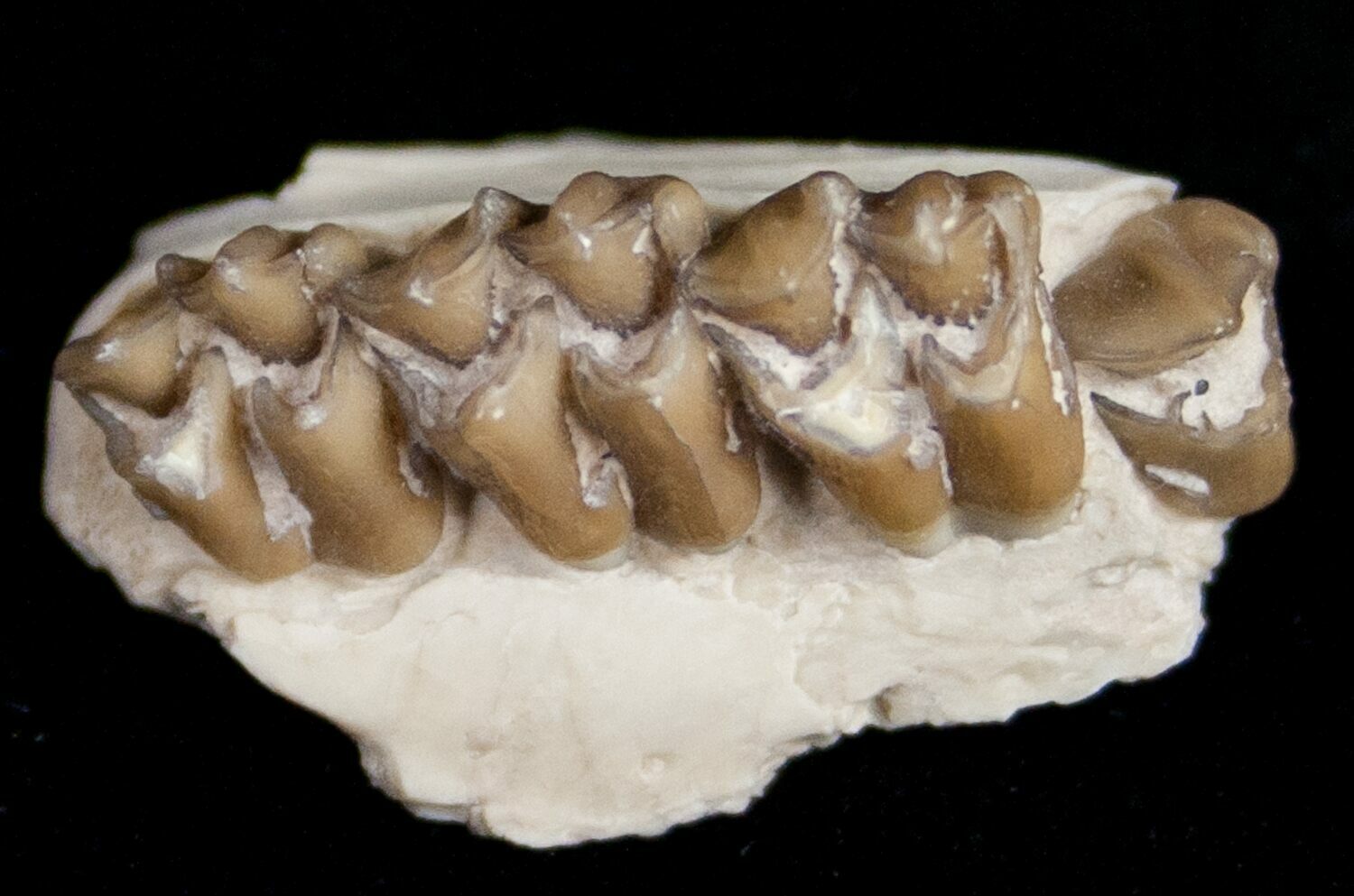 Oligocene Ruminant (Leptomeryx) Jaw Section For Sale (#10552 ...