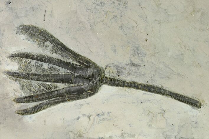 8.2" 3D Fossil Crinoid (Encrinus) - Germany For Sale (#159675 ...