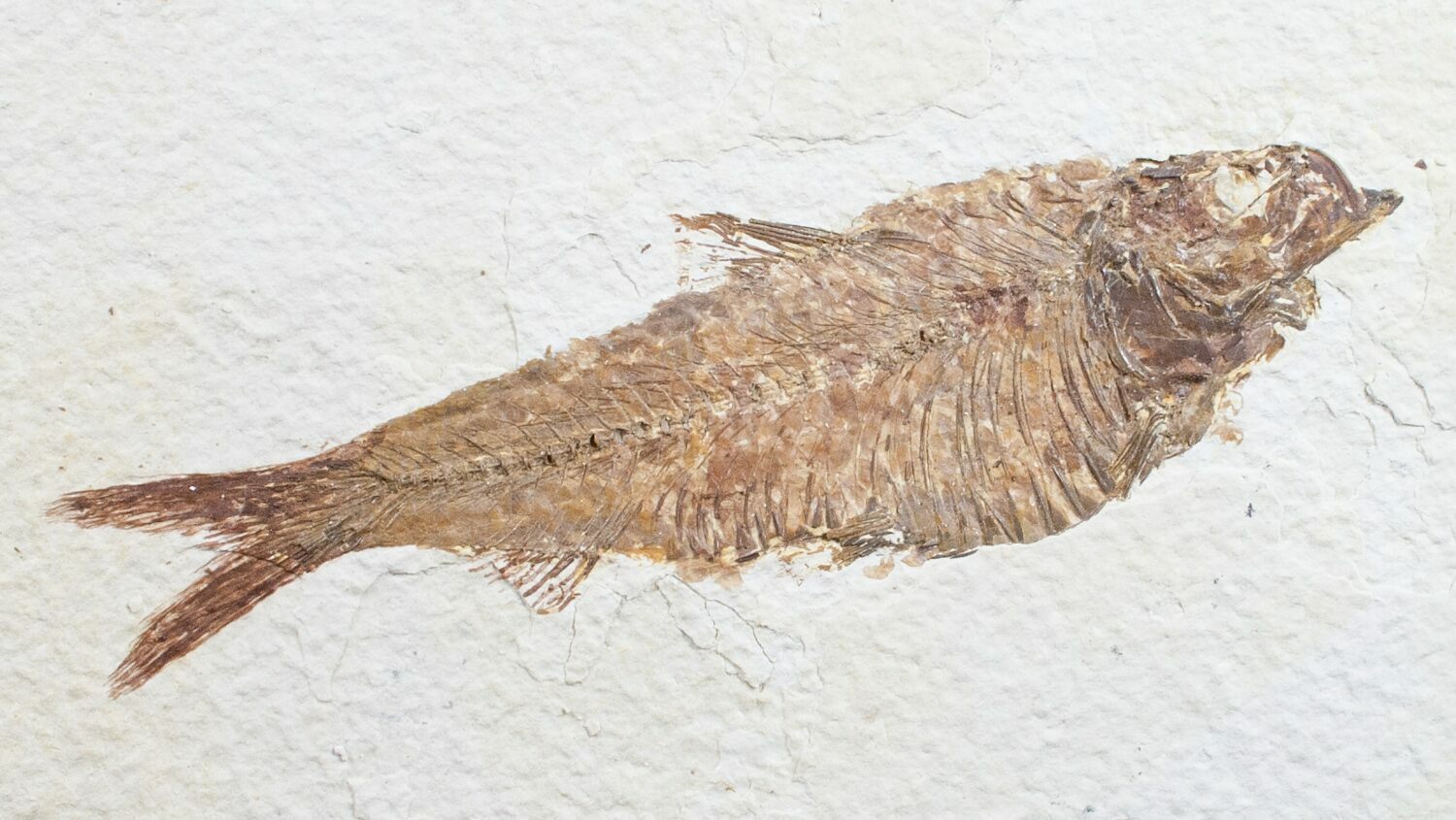 4.9" Knightia Alta Fossil Fish - Wyoming For Sale (#10848) - FossilEra.com