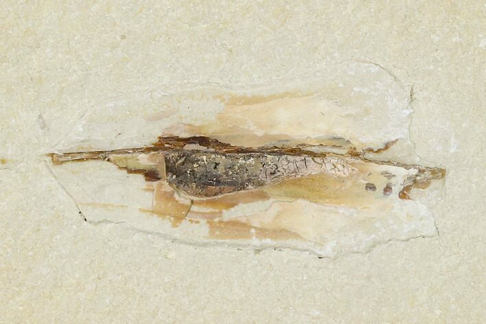 1.1" Cretaceous, Soft Bodied Cephalopod Fossil - Lebanon For Sale ...