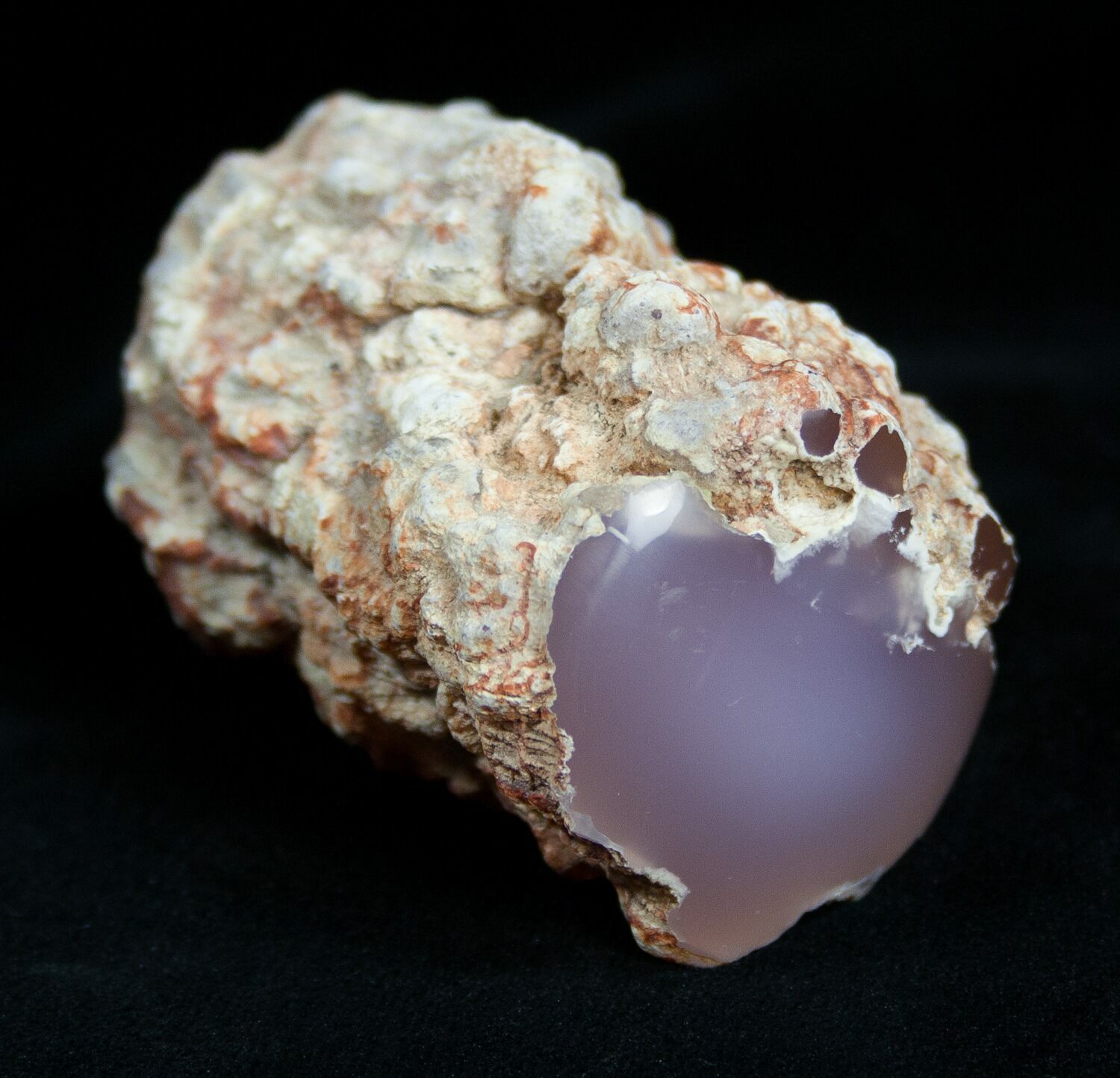 Petrified Wood (Chalcedony) From Nevada For Sale (#1831) - FossilEra.com