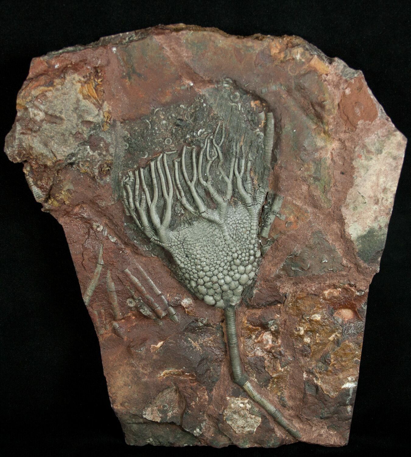 10 Inch Moroccan Crinoid - Beautiful Display Piece For Sale (#1832 ...