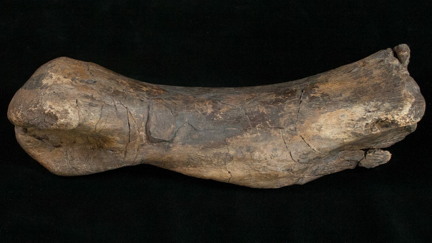 Edmontosaurus Metatarsal (Toe Bone) - 9.2" For Sale (#10936 ...