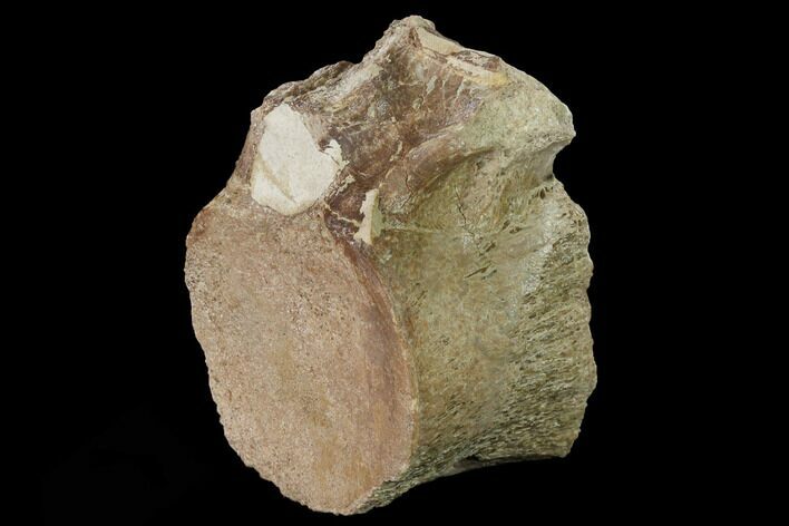 4.5" Fossil Plesiosaur (Thililua?) Vertebra - Asfla, Morocco For Sale ...
