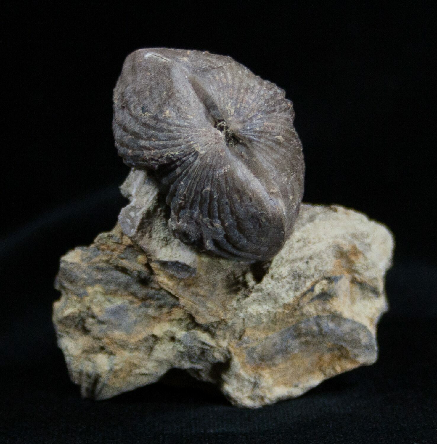 Platystrophia Brachiopod From Kentucky For Sale (#1840) - FossilEra.com