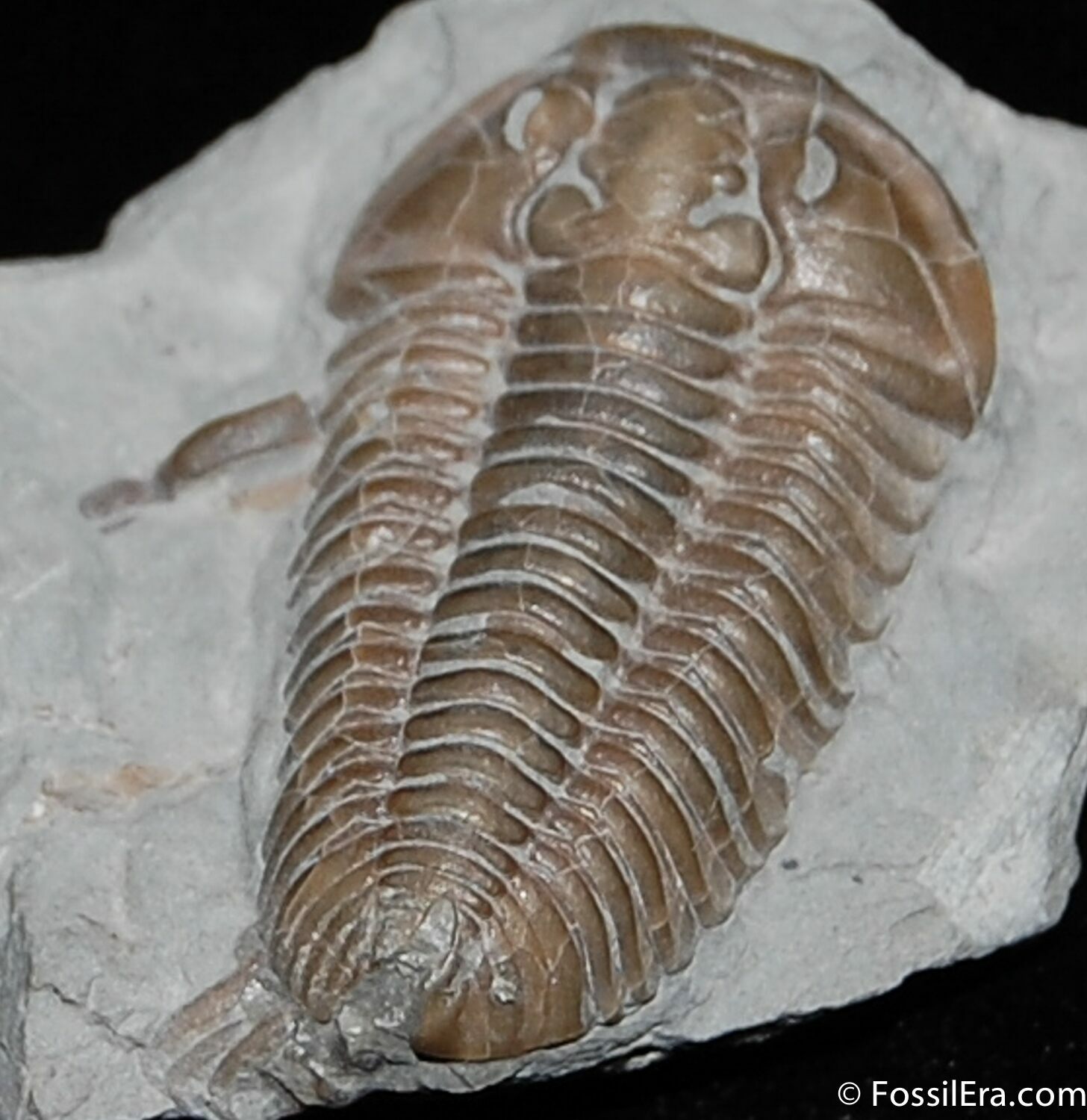 Classic Flexicalymene retrorsa Trilobite For Sale (#227) - FossilEra.com