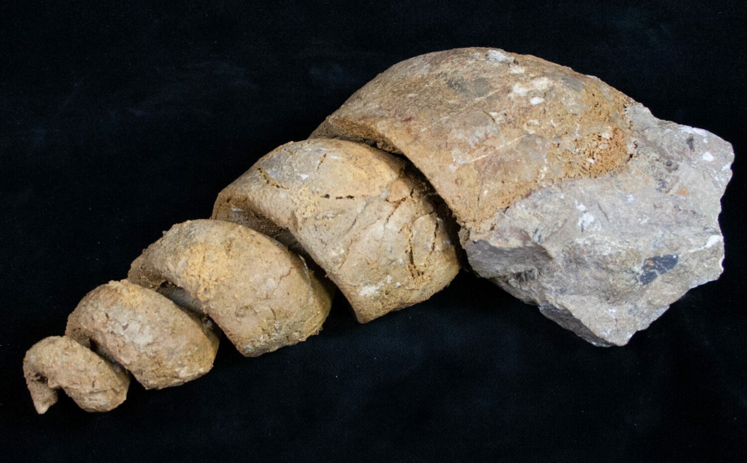 Huge 6.7" Gastropod Fossil From Morocco For Sale (#11048) - FossilEra.com